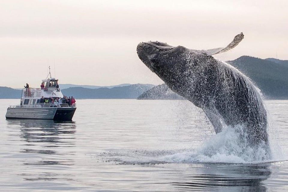 Anacortes: Whale and Orca Boat Tour near Seattle - Key Points