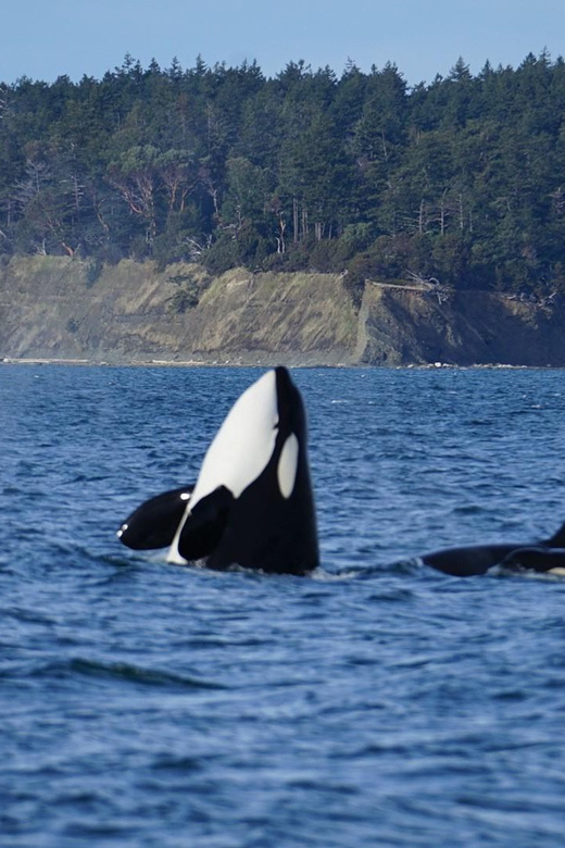Anacortes: Whale and Orca Boat Tour near Seattle - Key Points