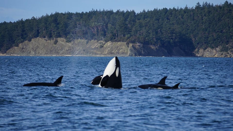 Anacortes: Whale and Orca Boat Tour near Seattle - Why This Tour Offers Great Value