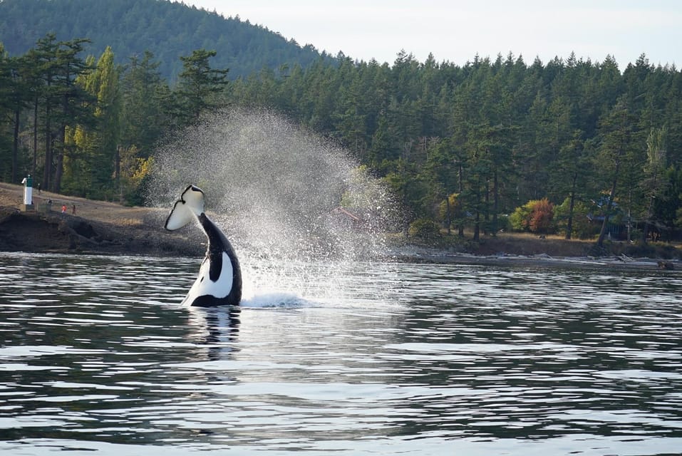 Anacortes: Whale and Orca Boat Tour near Seattle - Considerations