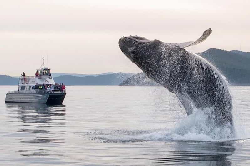 Anacortes: Whale and Orca Boat Tour near Seattle - The Experience of Wildlife Sightings