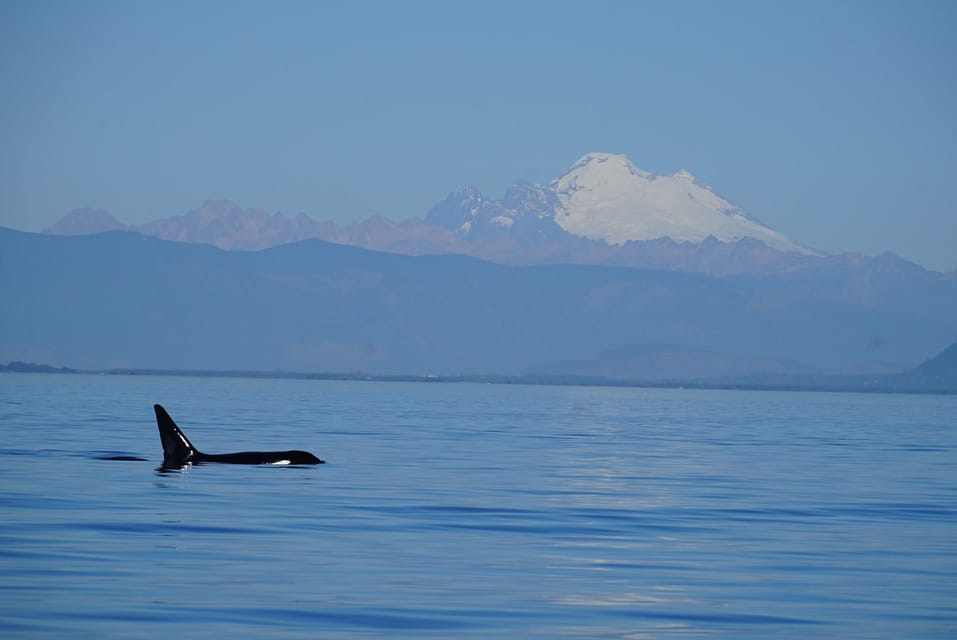Anacortes: Whale and Orca Boat Tour near Seattle - Practical Tips for Travelers