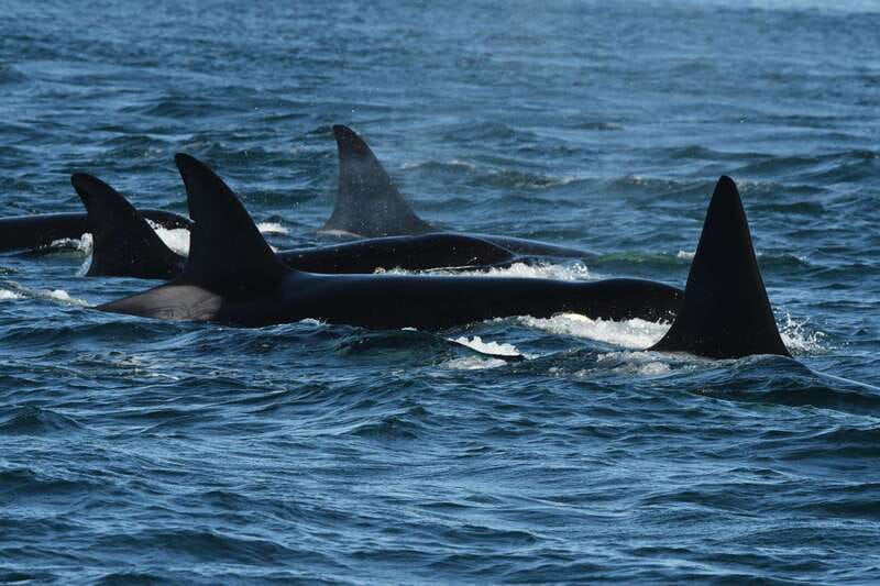 Anacortes: Whale Watching Adventure Tour Near Seattle - An Exciting Whale Watching Adventure Near Seattle