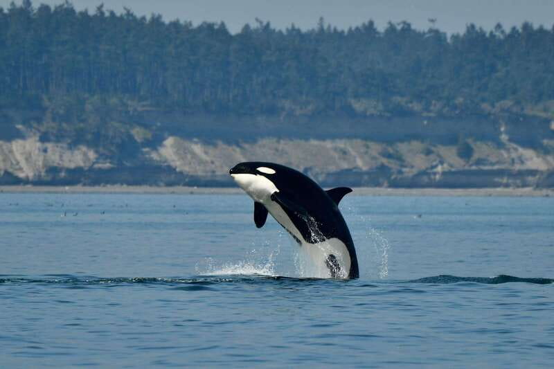 Anacortes: Whale Watching Adventure Tour Near Seattle - Final Thoughts: Is It Worth It?