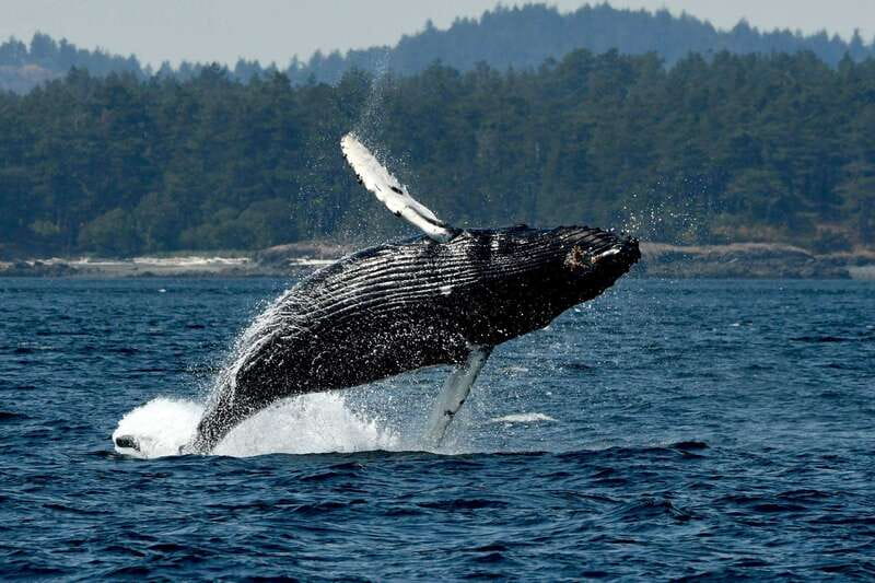 Anacortes: Whale Watching Adventure Tour Near Seattle - FAQ