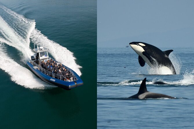 Anacortes Whale Watching Adventure Tour - Zodiac Boat - Introduction: Why This Tour Is Worth Considering