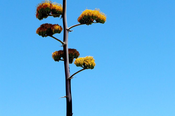 Apache Trail and Dolly Steamboat Van Tour - Transport, Group Size, and Value