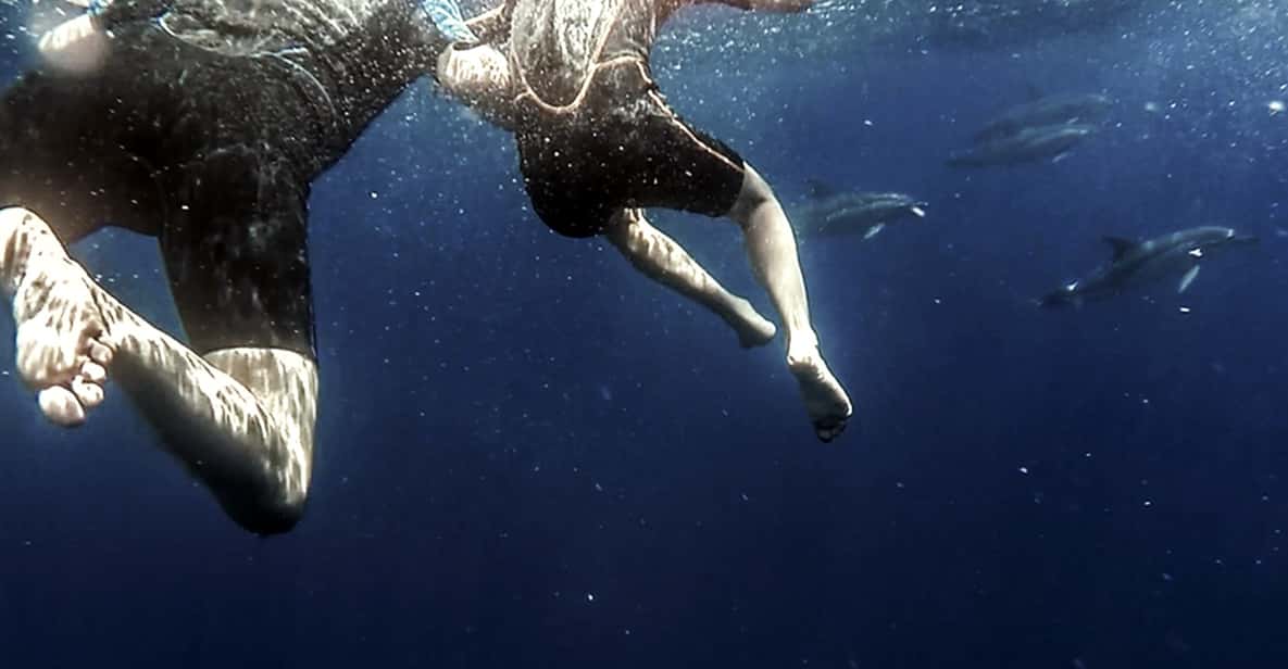 Azores: Swim with Dolphins Atlantic Experience - What Makes This Tour Special?