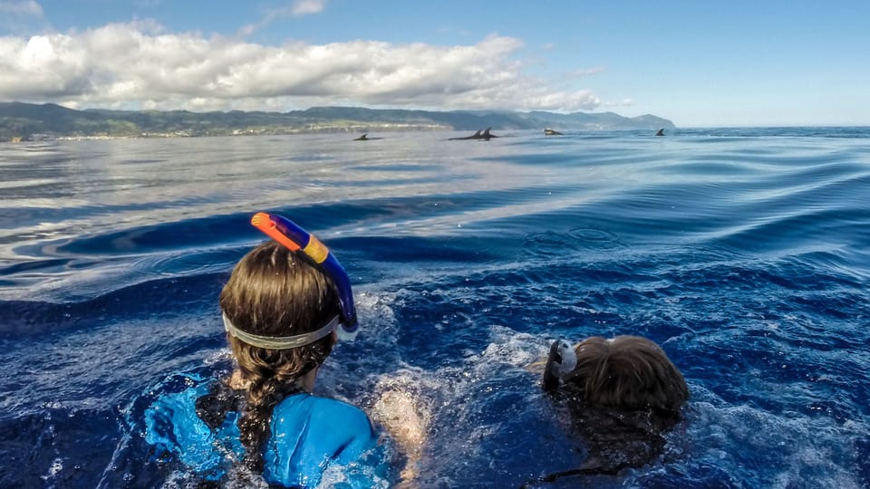 Azores: Swim with Dolphins Atlantic Experience - Detailed Breakdown of the Tour Experience