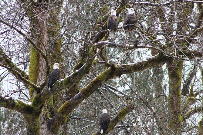 Bald Eagles Nesting Area Tour at Skagit River - Discover the Bald Eagles Nesting Area at Skagit River