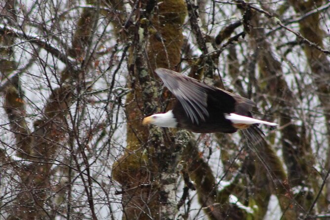 Bald Eagles Nesting Area Tour at Skagit River - An In-Depth Look at the Tour Experience