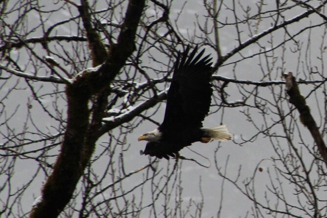 Bald Eagles Nesting Area Tour at Skagit River - Authentic Insights from Previous Participants
