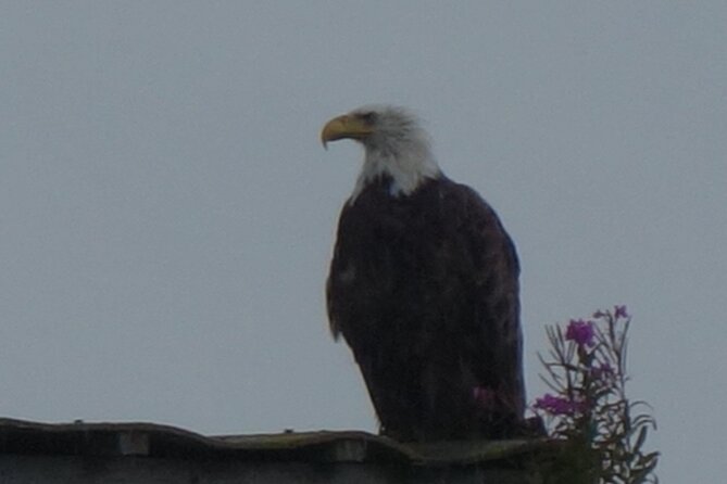 Bald Eagles Nesting Area Tour at Skagit River - The Sum Up