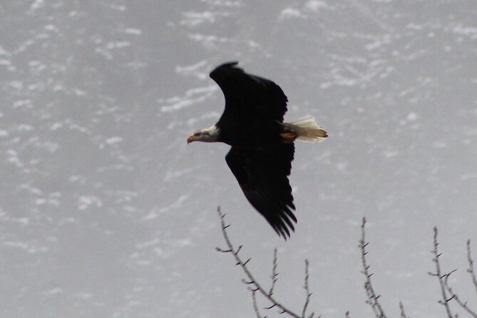 Bald Eagles Nesting Area Tour at Skagit River - FAQ