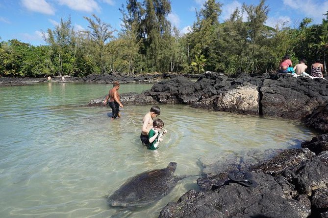 Beach Snorkel - Sea Turtle and Black Sand Lagoon - Pricing and Overall Value