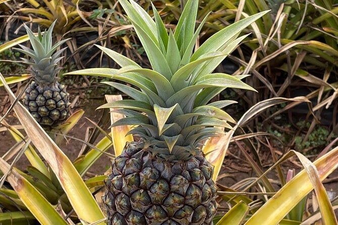 Best of Oahu's North Shore in small group (Se Habla Español) - Final Thoughts