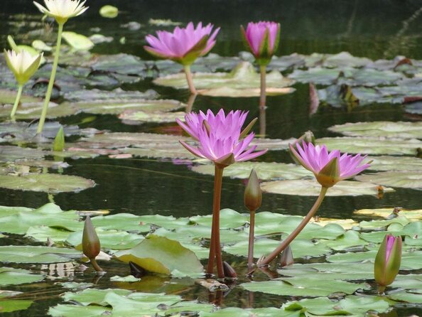 Big Bus Miami: Hop-on Hop-off Sightseeing Tour with Cruise Option - Key Points