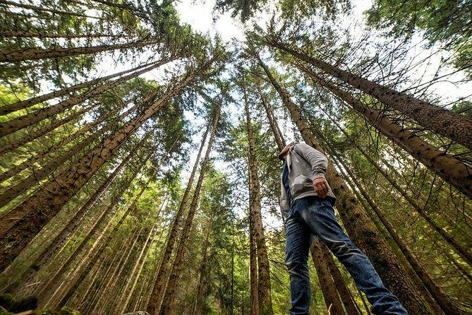 Big Bus San Francisco: Guided Muir Woods Tour - Muir Woods National Monument: The Heart of the Tour