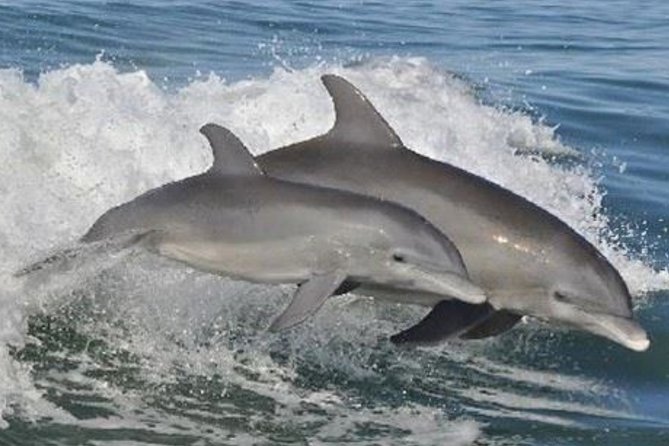 Big Fun Dolphin Cruise & Sealife Experiece ORANGE BEACH ALABAMA