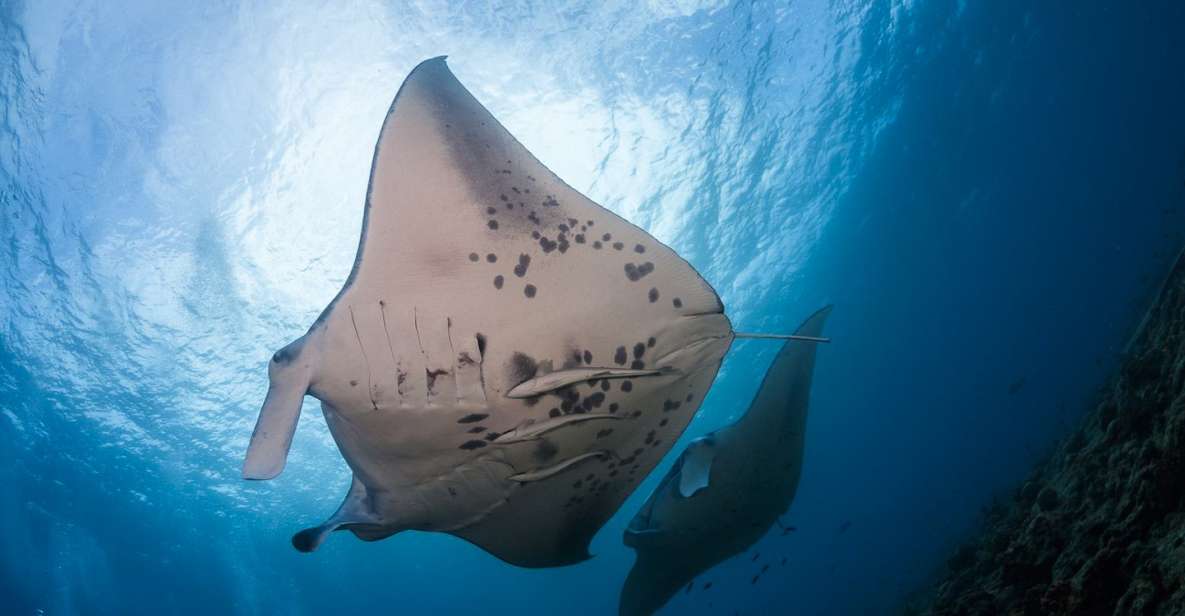 Big Island: Snorkel with Manta Rays - Manta Guarantee - What Makes This Tour Special?