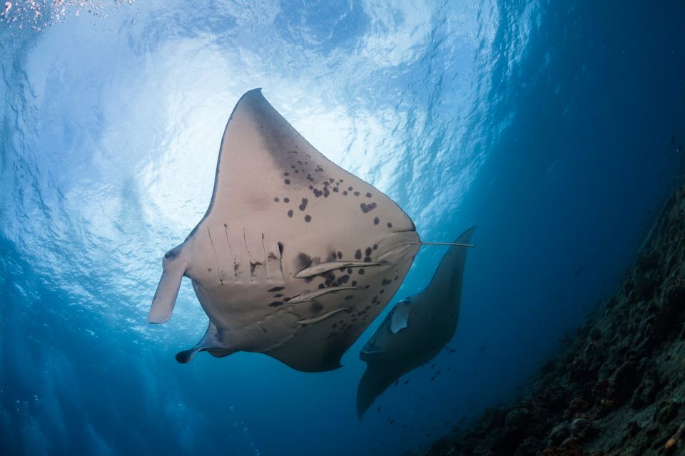 Big Island: Snorkel with Manta Rays - Manta Guarantee - The Experience in Detail