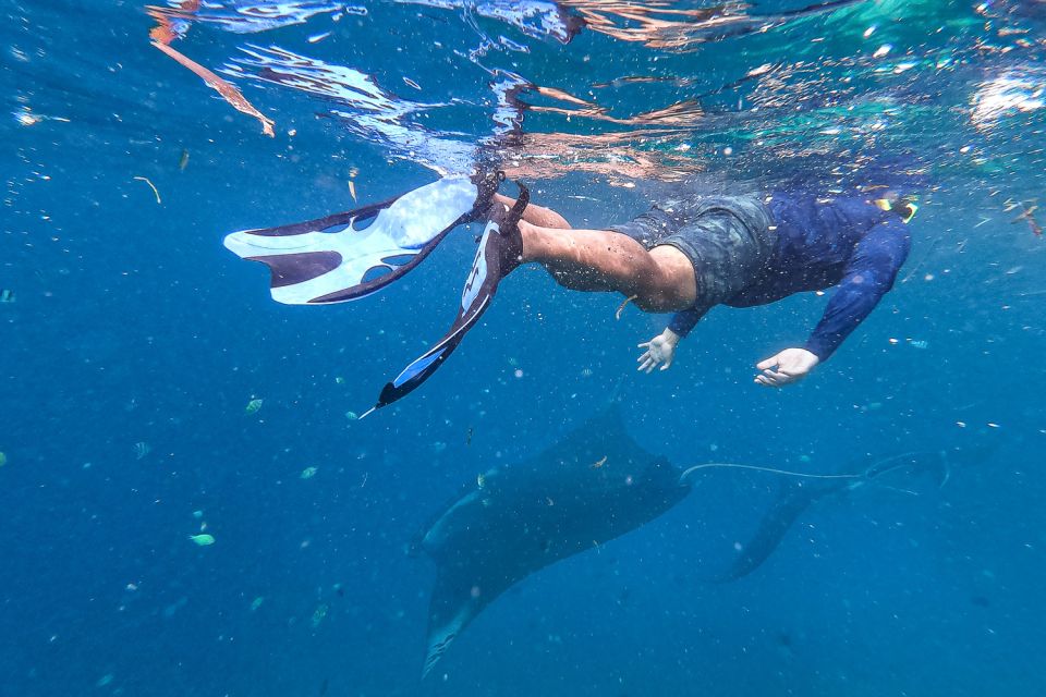 Big Island: Snorkel with Manta Rays - Manta Guarantee - The Sum Up