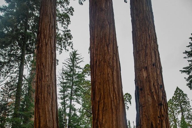 Big Sur Monterey 17 Mile Private Tour from San Francisco 1-12 ppl - Key Points