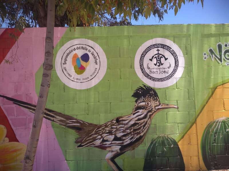 Bike Through Vineyards The best Wine in the Guadalupe Valley - FAQ