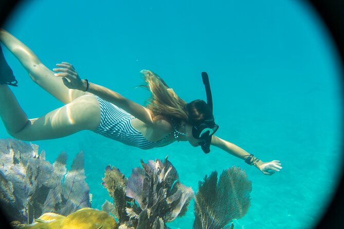 Biologist Owned & Operated: Dolphin Watching & Guided Snorkeling