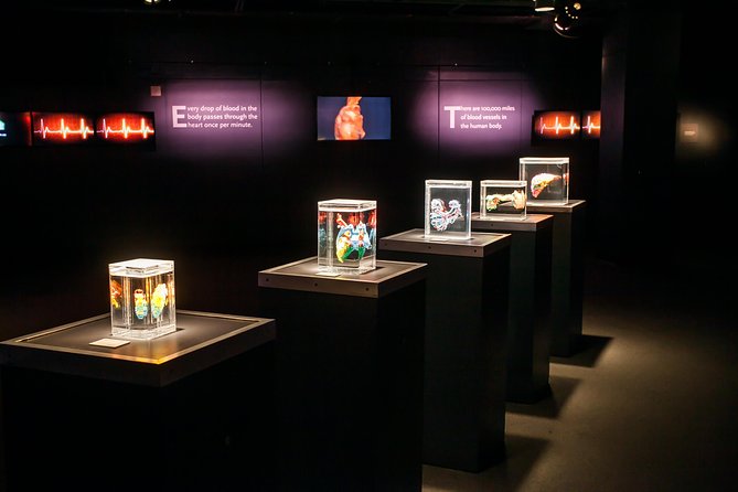 Bodies The Exhibition at the Luxor Hotel and Casino - What Is Bodies The Exhibition?