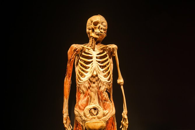 Bodies The Exhibition at the Luxor Hotel and Casino - The Experience: Pros and Cons