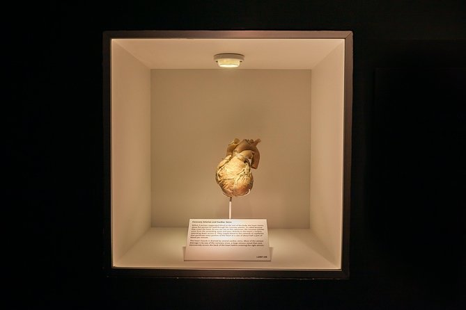 Bodies The Exhibition at the Luxor Hotel and Casino - The Reviews: What Visitors Say