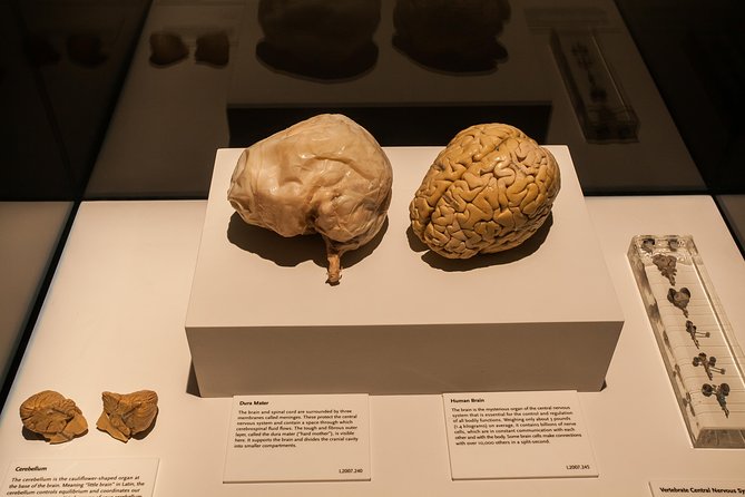 Bodies The Exhibition at the Luxor Hotel and Casino - Practical Details