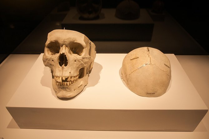 Bodies The Exhibition at the Luxor Hotel and Casino - The Sum Up: Who Will Love This?