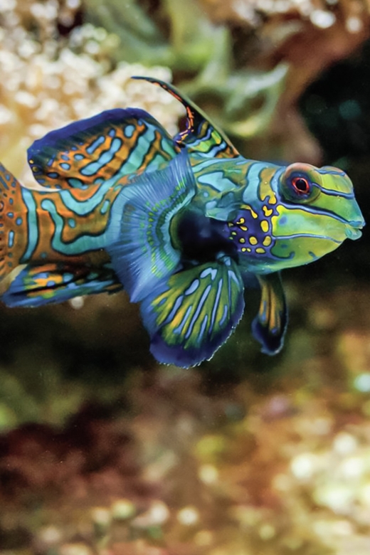 Boston: New England Aquarium Skip-the-Line Entry Ticket - What to Expect at the New England Aquarium