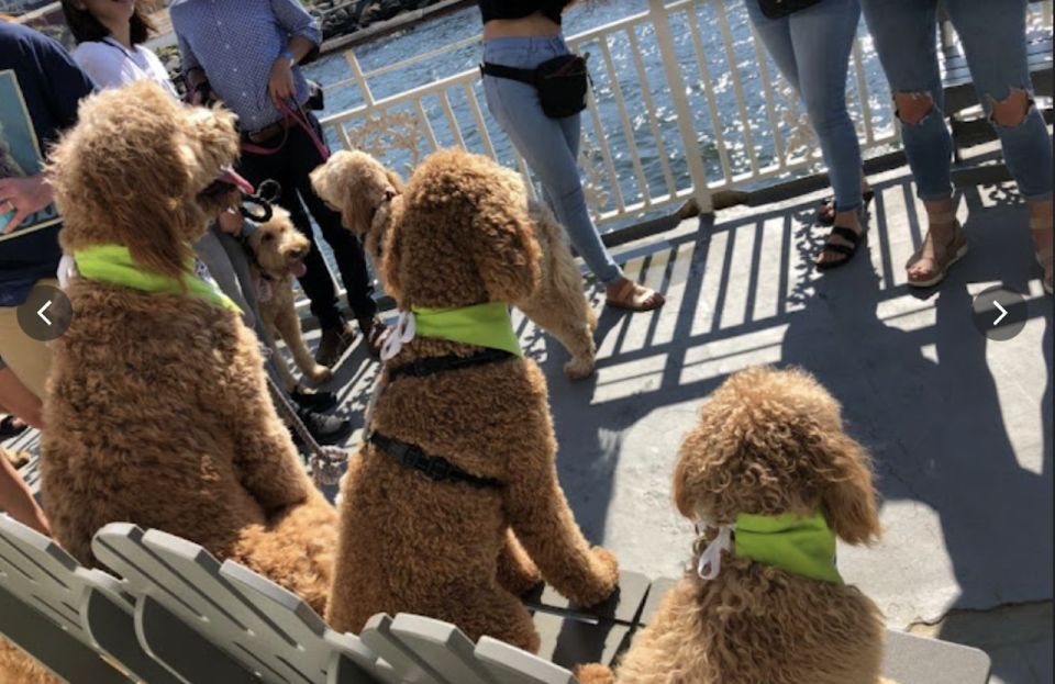 Boston: Scenic Harbor Cruise (Dog-Friendly) - Boston: Scenic Harbor Cruise (Dog-Friendly) — A Detailed Review