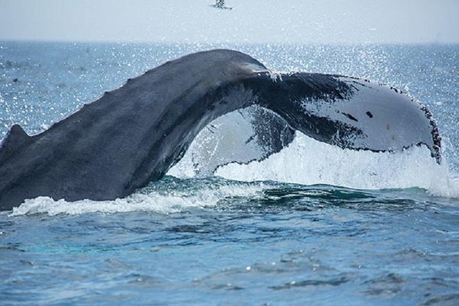 Boston Whale Watching Cruise by High-Speed Catamaran - Why This Tour Offers Great Value