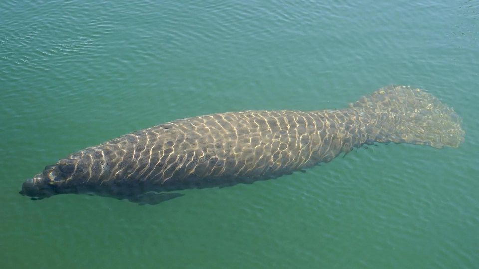 Bradenton: Anna Maria Island Guided Kayaking Manatee Tour