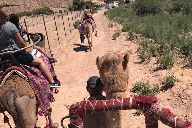 Camel Safari - Camel Ride and Zoo Tour - The Sum Up