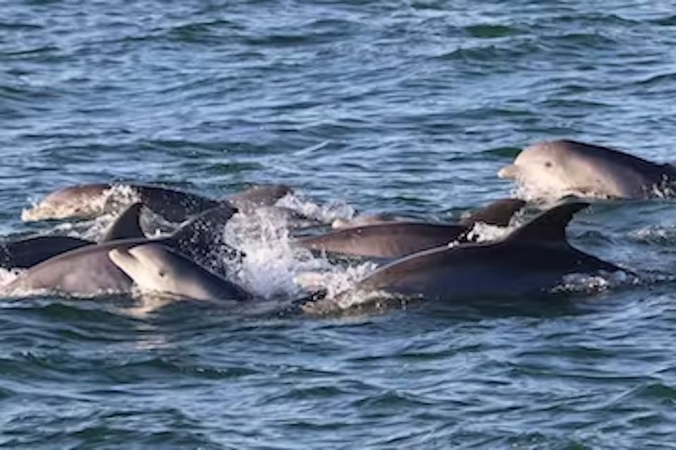 Cape May: Sunset Dolphin Cruise with Optional Wine Tastings