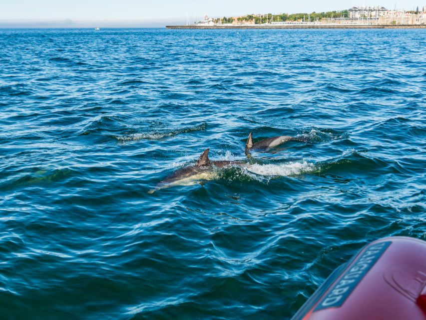 Cascais: Dolphin Watching Tour - Introduction