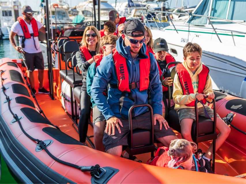 Cascais: Dolphin Watching Tour - Key Points