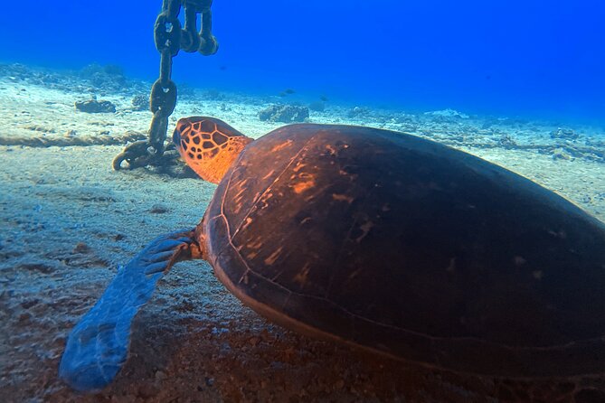 Certified Diver: 2-Tank Deep Wreck and Shallow Reef Dive Off Oahu - Final Thoughts