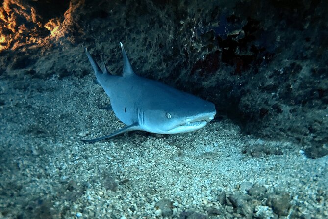 Certified Diver: 2-Tank Night Dive - Who Should Book This Tour?