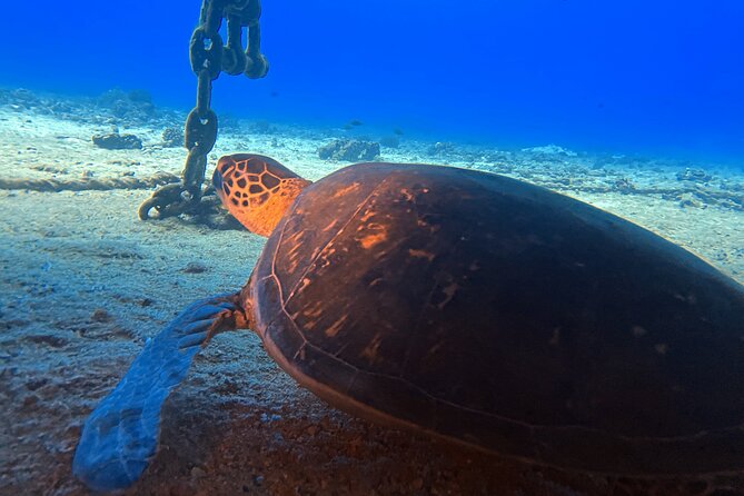 Certified Diver: 2-Tank Night Dive - Frequently Asked Questions