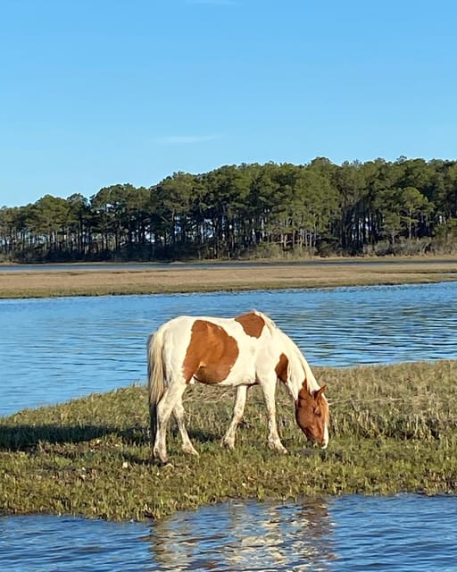 Chincoteague: Premier Pony & Wildlife Small Group Boat Tour - Frequently Asked Questions