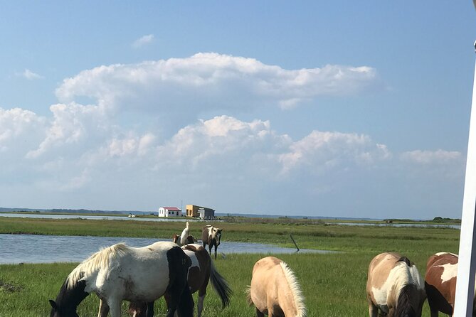 Chincoteague's Up The Bay Pony and Wildlife Tour by Boat