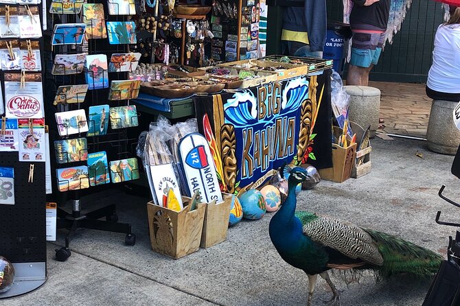 Circle Island tours - swim with turtles,Private & Small Group Tours - The Perfect Mix of Adventure and Relaxation