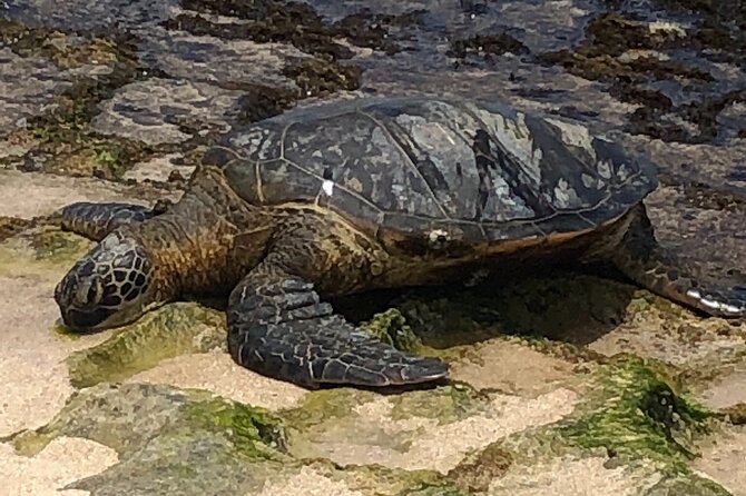 Circle Island tours - swim with turtles,Private & Small Group Tours - Pricing and Value