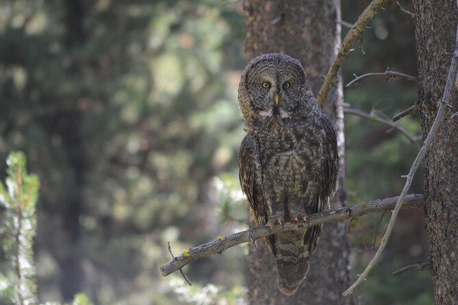 Classic Yellowstone Hike to the Shores of Lake Shoshone (Private - FAQ